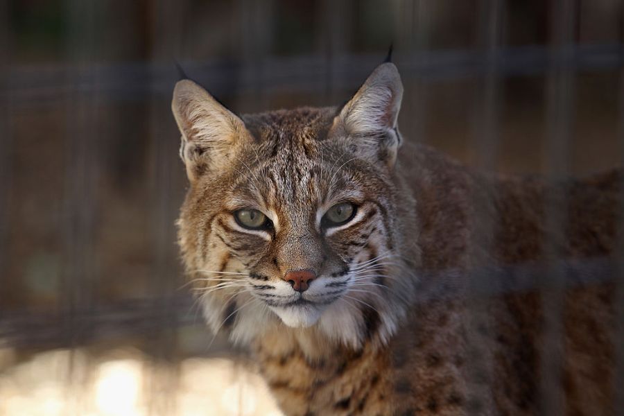 Man accused of illegally hunting a dozen bobcats using licenses ...