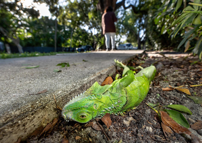 Watch out! Low Florida temperatures could cause falling iguanas