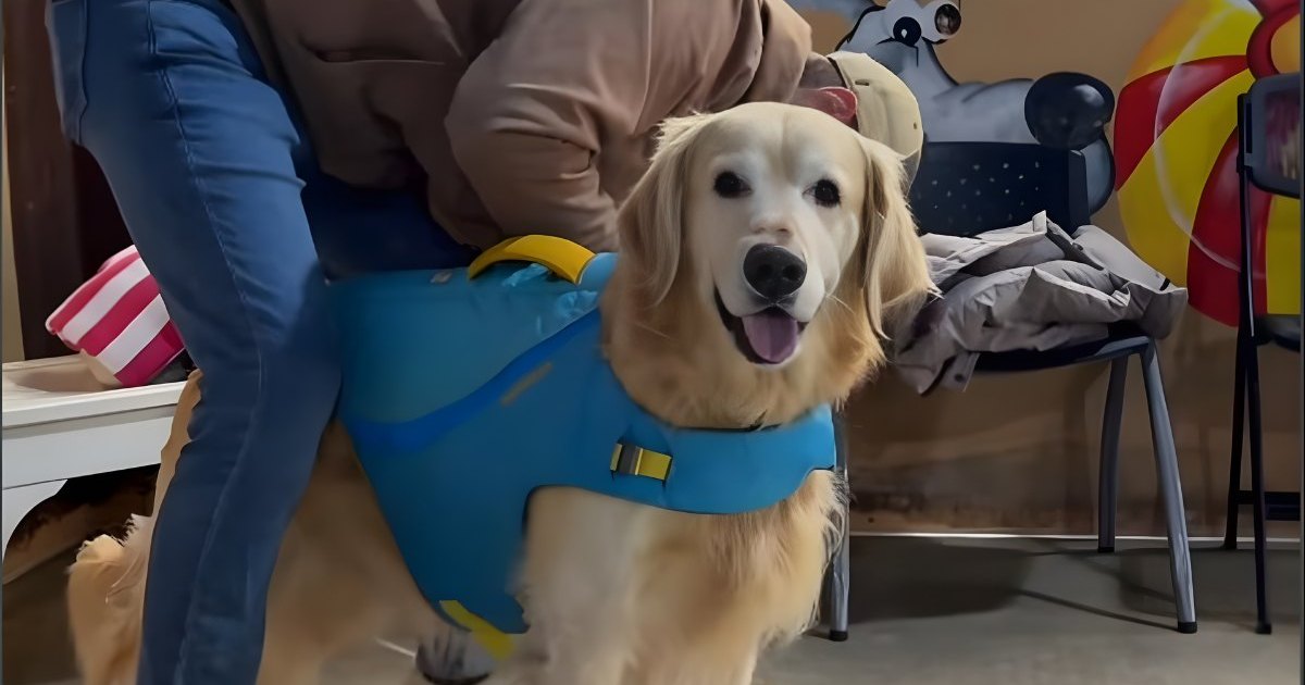 Video: Golden retriever's first pool party ends hilariously