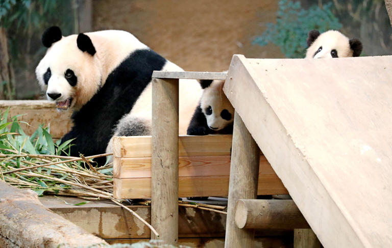 South Korea, China discuss new panda loan after Fu Bao's return