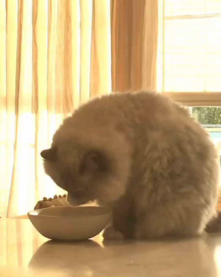 Watch: Michelle Pfeiffer discovers her cat's unusual habit