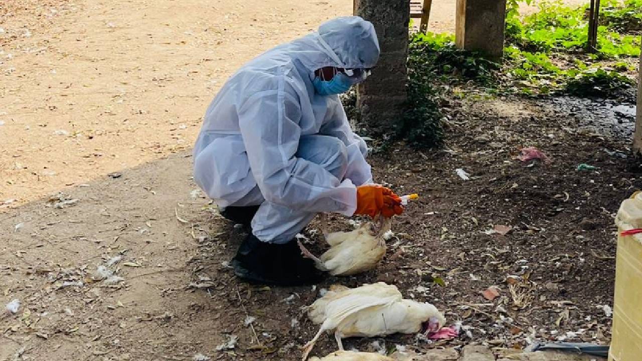 Bird flu outbreak reported in Kerala farms; what is H5N1 virus, know ...