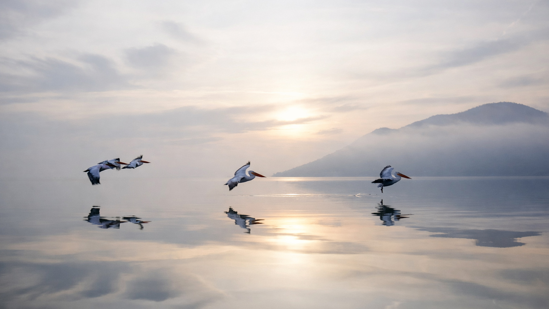 6 framing techniques for wildlife filming