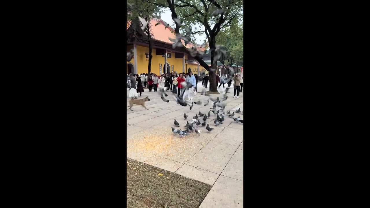 Dog disrupts bird feeding at Kaifu Temple in Hunan, China