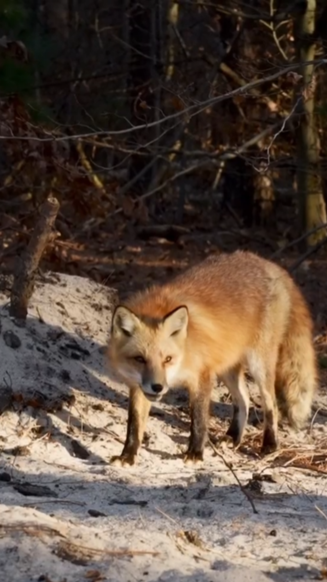 Stop fox hunting now – cruelty has no place in nature