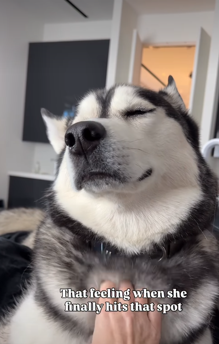 Nothing beats this feeling with my husky