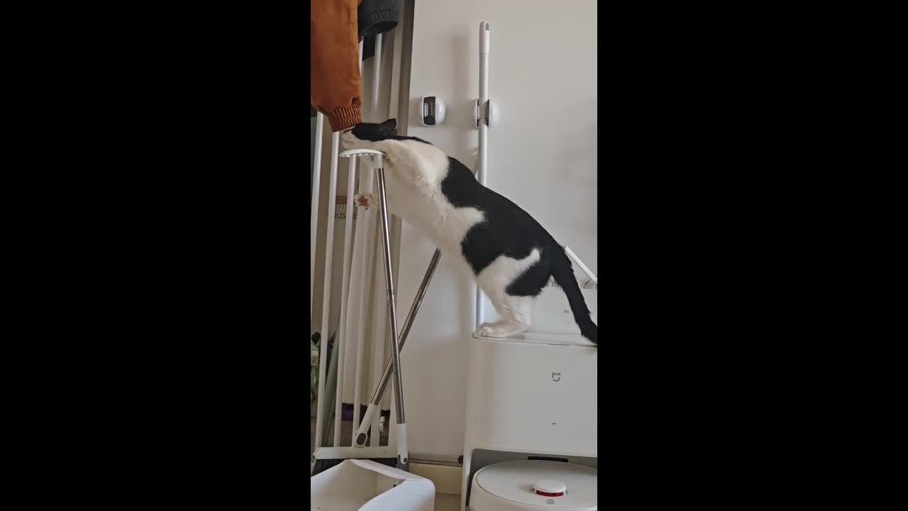 Curious cat falls while exploring hanging jacket in Hebei, China