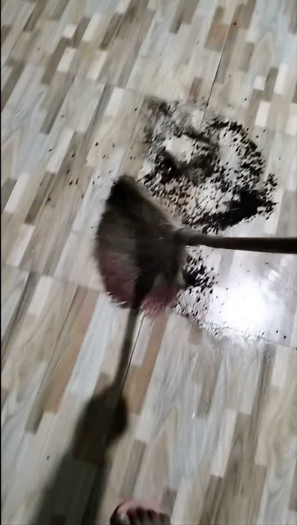 #SiloyisWatching: Resident flags fly infestation in Canlaon locale