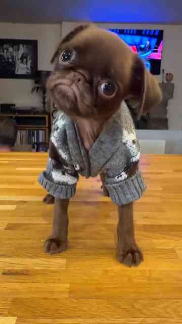 One last cuddle before she goes to her forever home