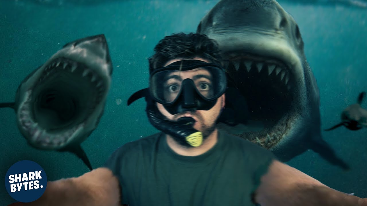 Great white sharks caught hunting in packs