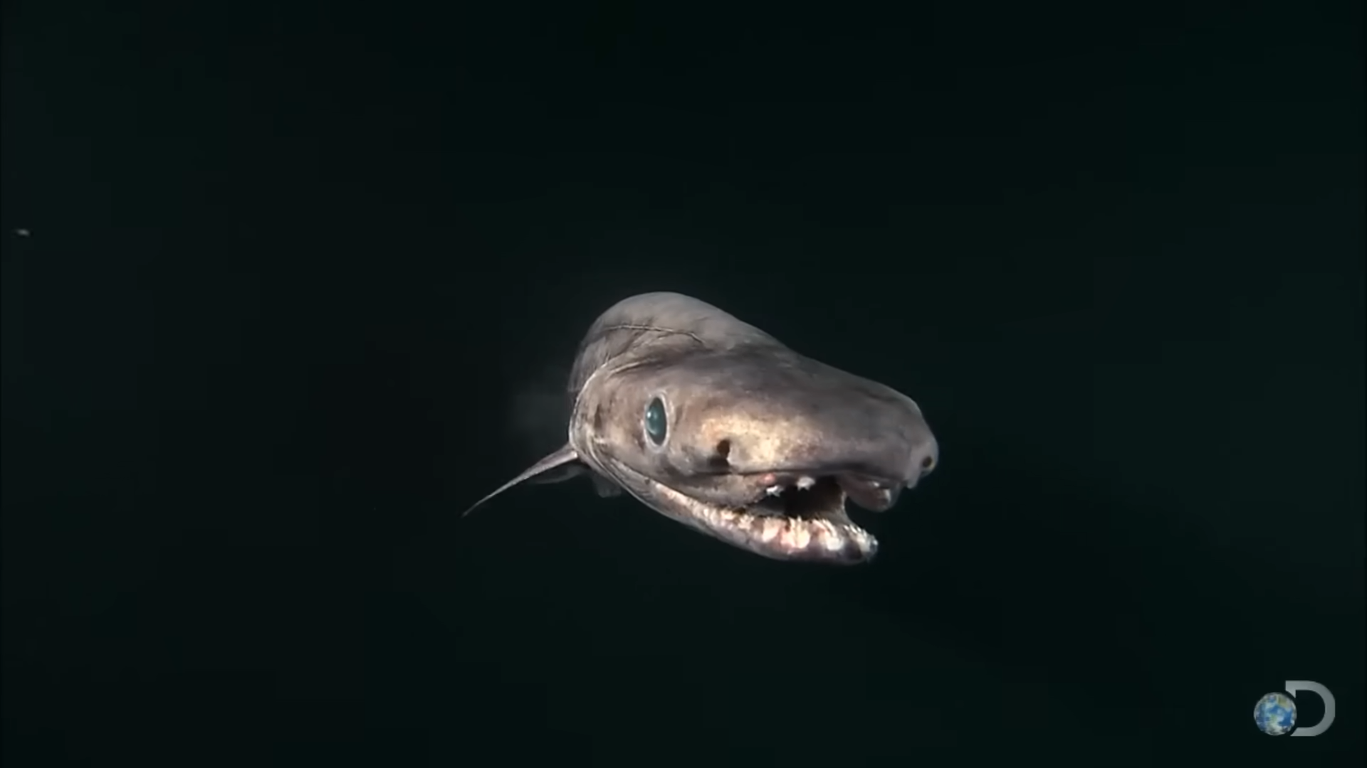 How this shark hasn’t changed in 80 million years