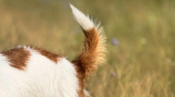 Why your dog keeps biting their tail