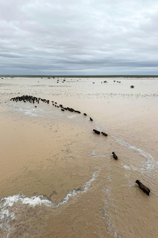 Las inundaciones azotan el interior de Australia y arrasan rebaños de ...