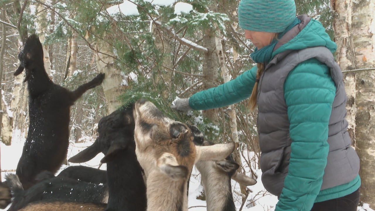 Cape Breton farms get creative to bring in business