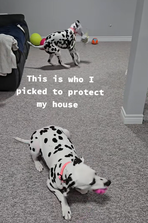 Beware of Keeley and Sela | Dalmatian chaos you were warned about