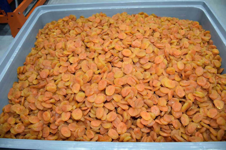 MTB Başkanı Özcan: "Zor şartlara rağmen 303 milyon dolarlık kayısı ...