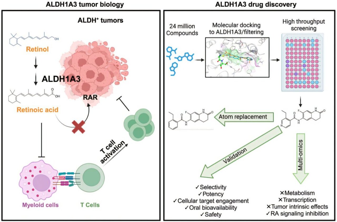 Immune sabotage: How a vitamin A byproduct compromises the body's ...