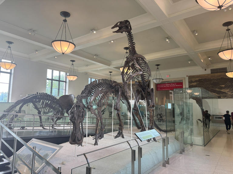 Shock 'duck-billed cow' giant reveals a hidden dinosaur neighborhood