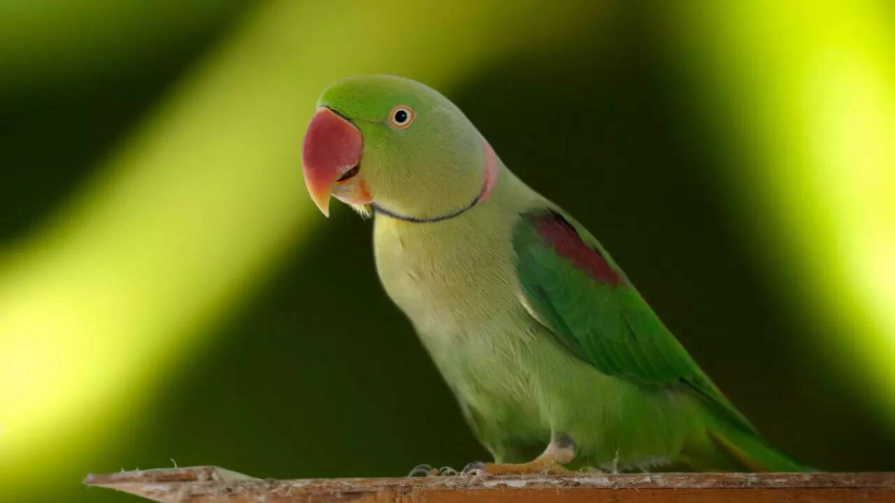 Seychelles black parrot to eclectus parrot: 10 different types of ...