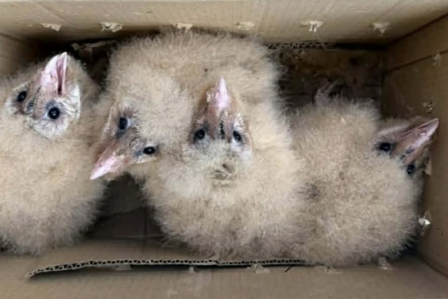 Owl chicks rescued in Davao del Sur