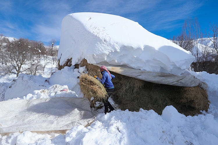 Kar kalınlığının yer yer 2 metreyi aştığı Hakkari'de besiciler zorlu ...