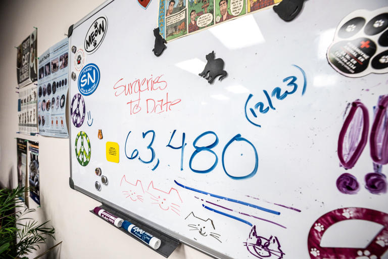 As feral cat population explodes in central Pa., these volunteers say ...