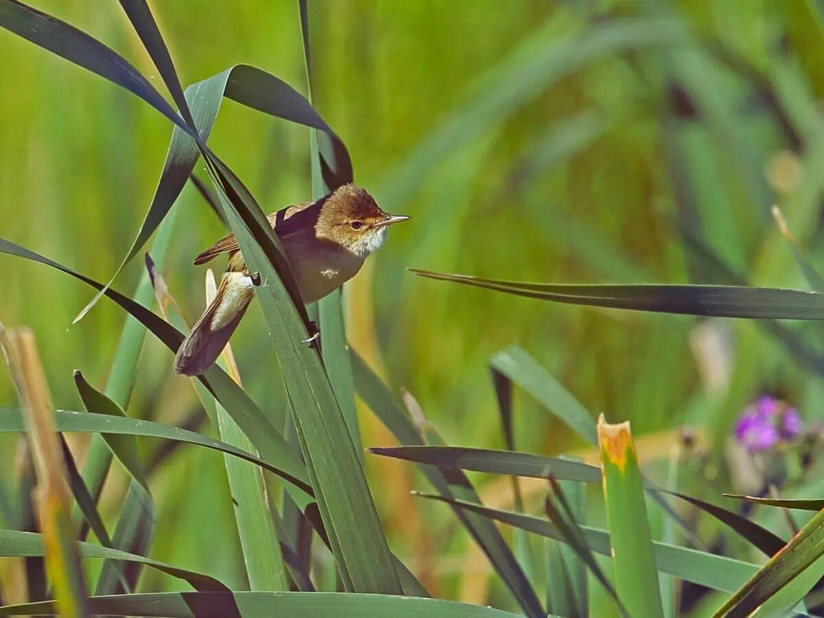 What is the dawn chorus of birds and why some birds refuse to sing ...