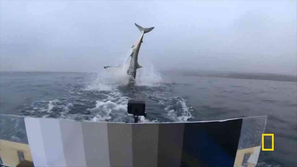 How great white sharks can change color