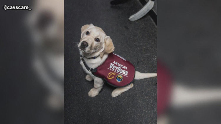 Reggie the dog ends his time with Cavaliers, Monsters at Rocket Arena ...