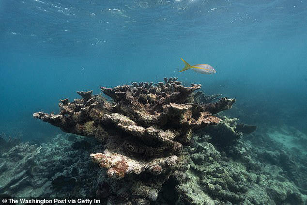 2026 May be the year coral reefs around the world finally collapse ...