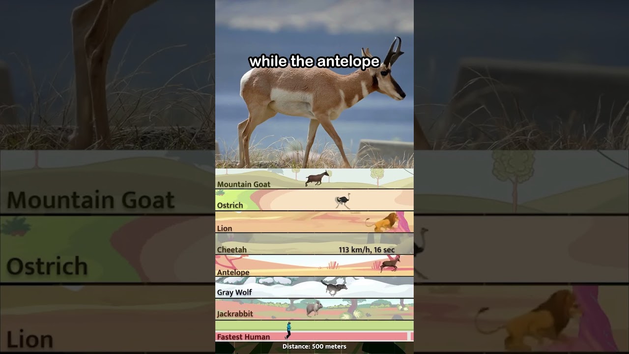 Fastest animals on Earth