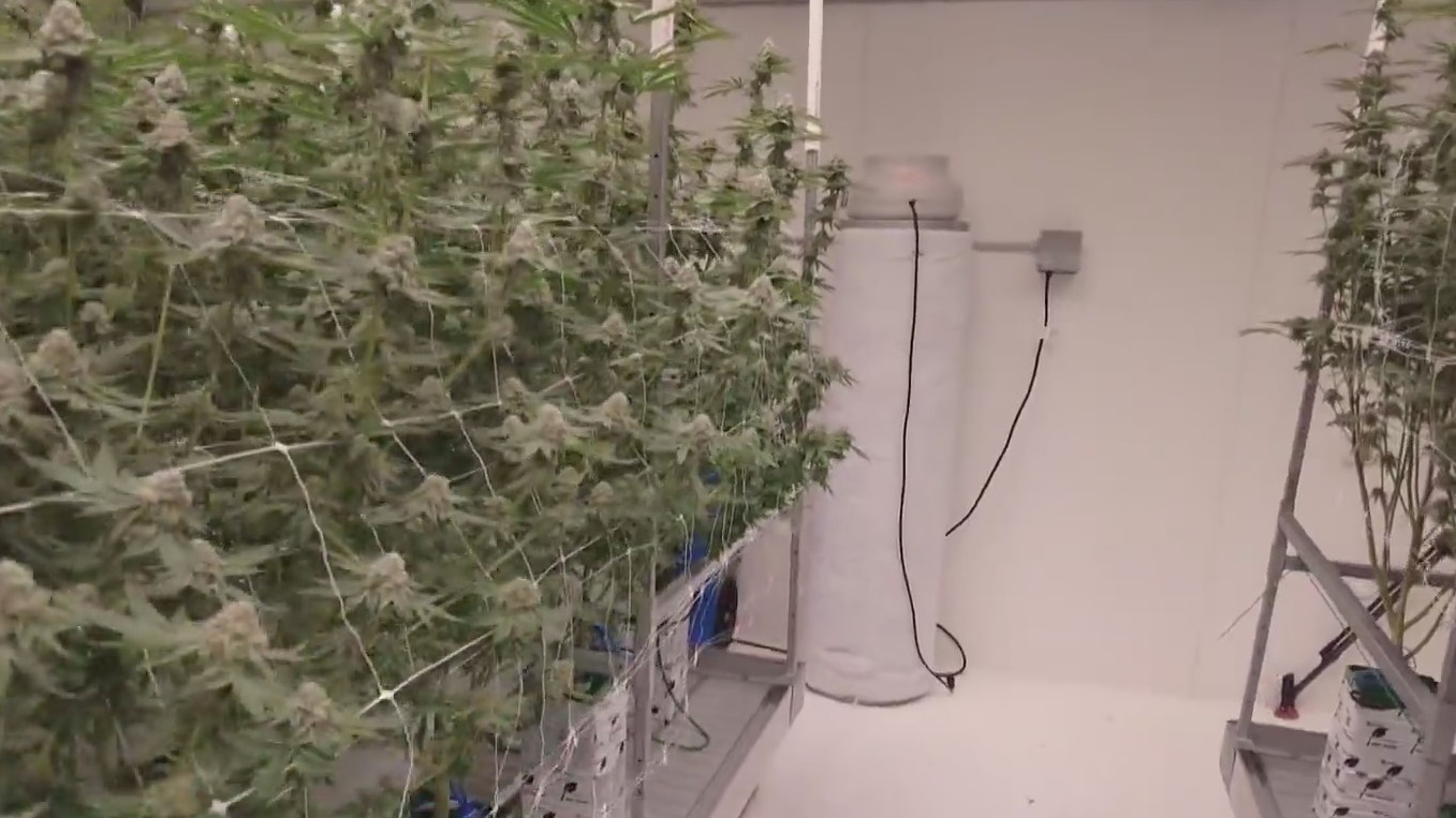 Marijuana industry lawsuit against new Michigan tax can move forward ...