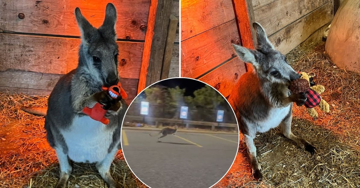 Wallaby takes New Jersey