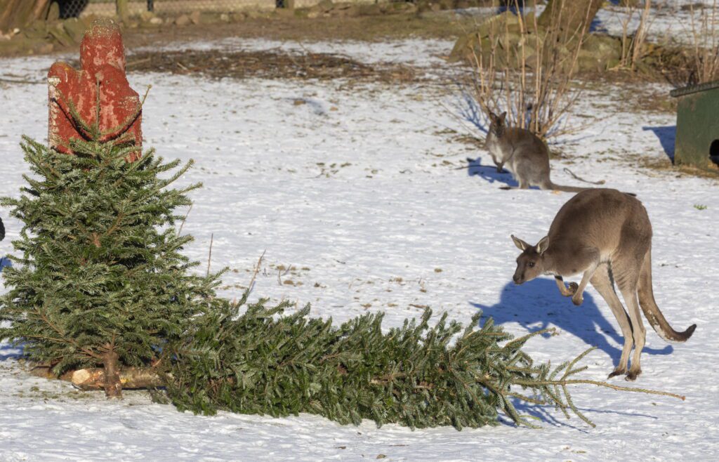 Kangaroos and wallabies scratch and chew on second-hand Christmas trees