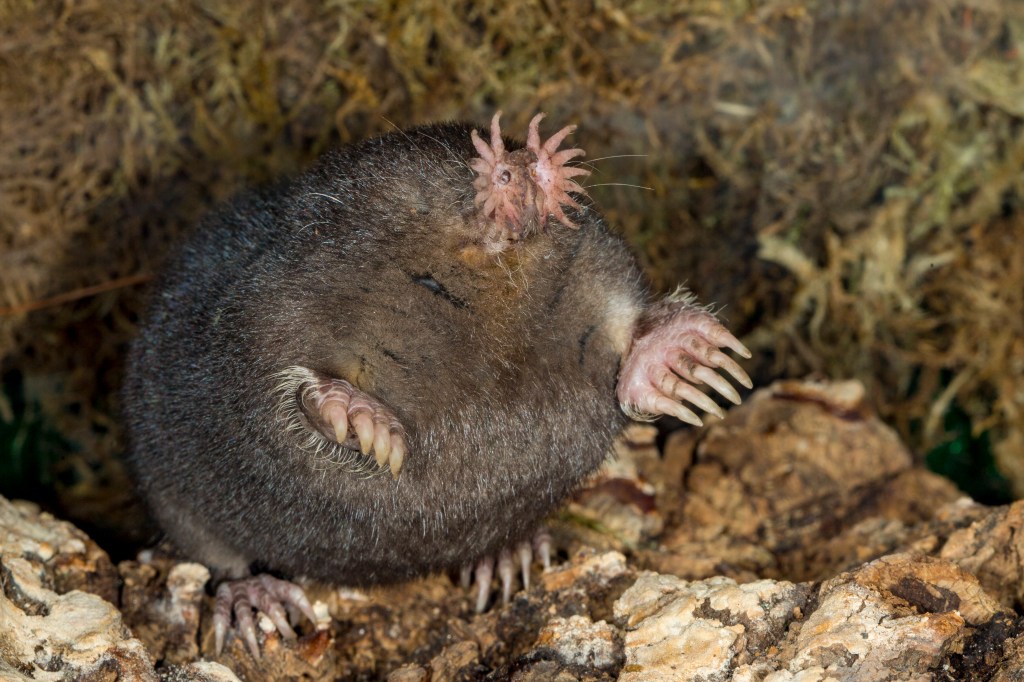 7 of the world’s ugliest animals – and the survival tricks behind their ...
