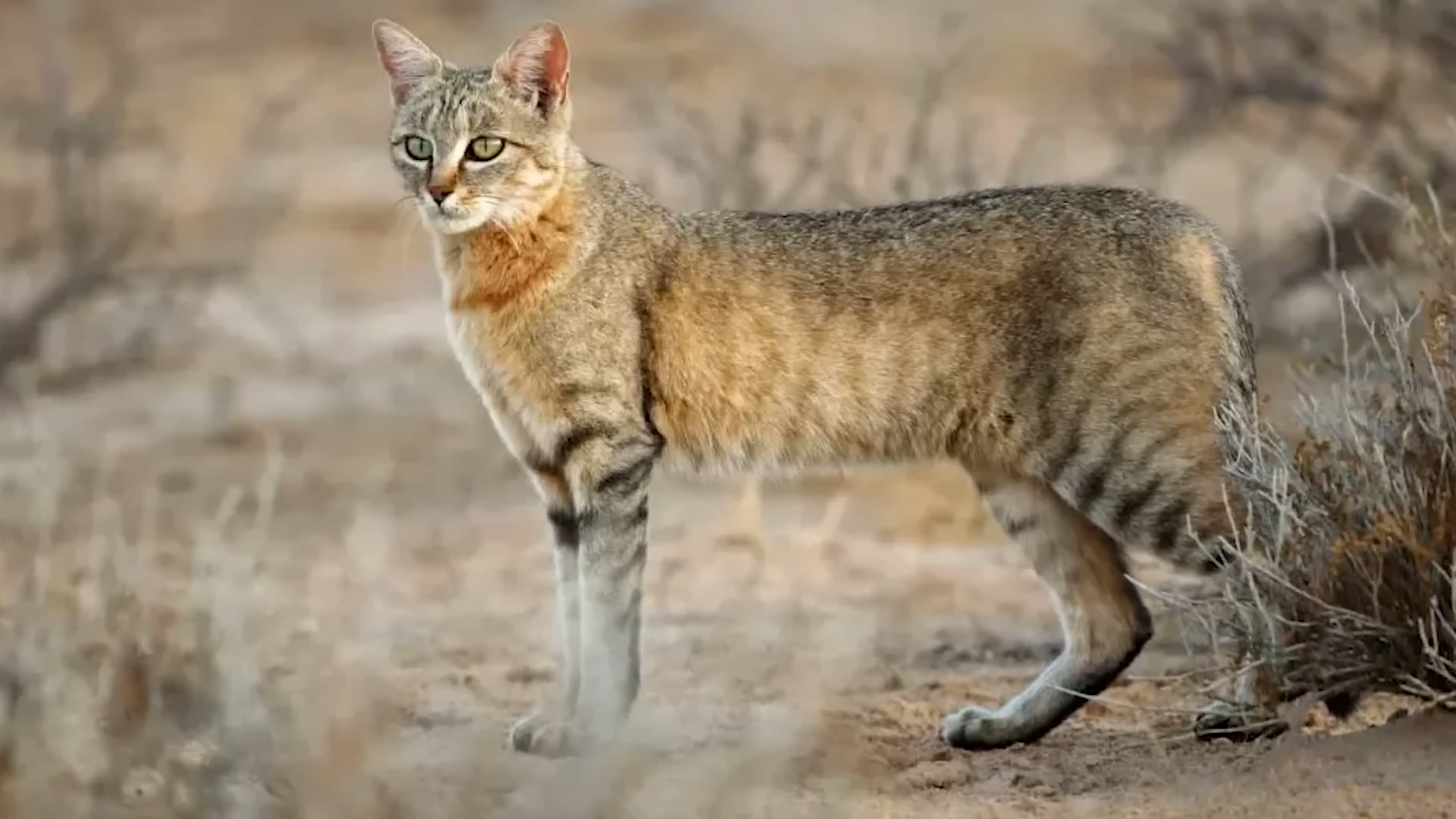 What the first pets we domesticated were like