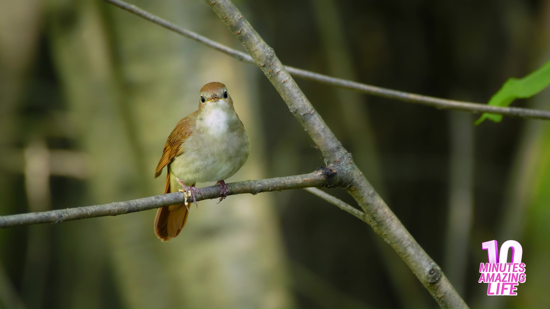 A close view of a common nightingale