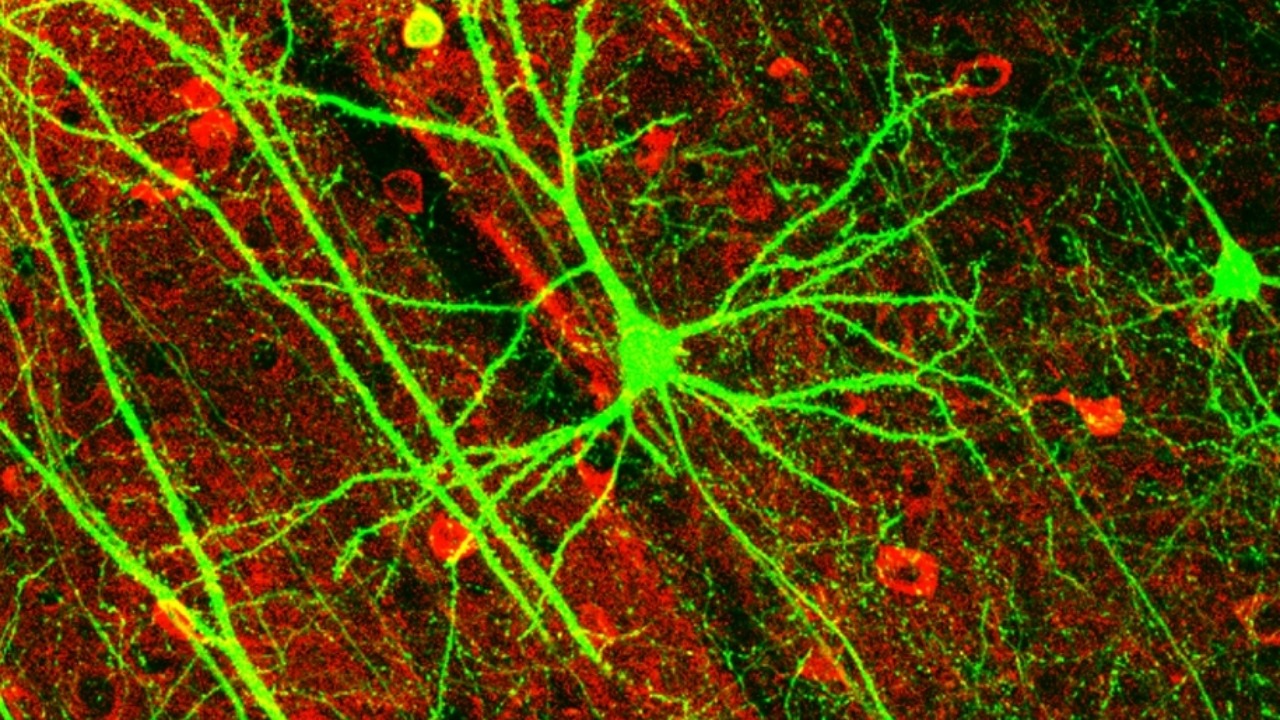 New discovery could prevent chemo nerve pain that won’t quit