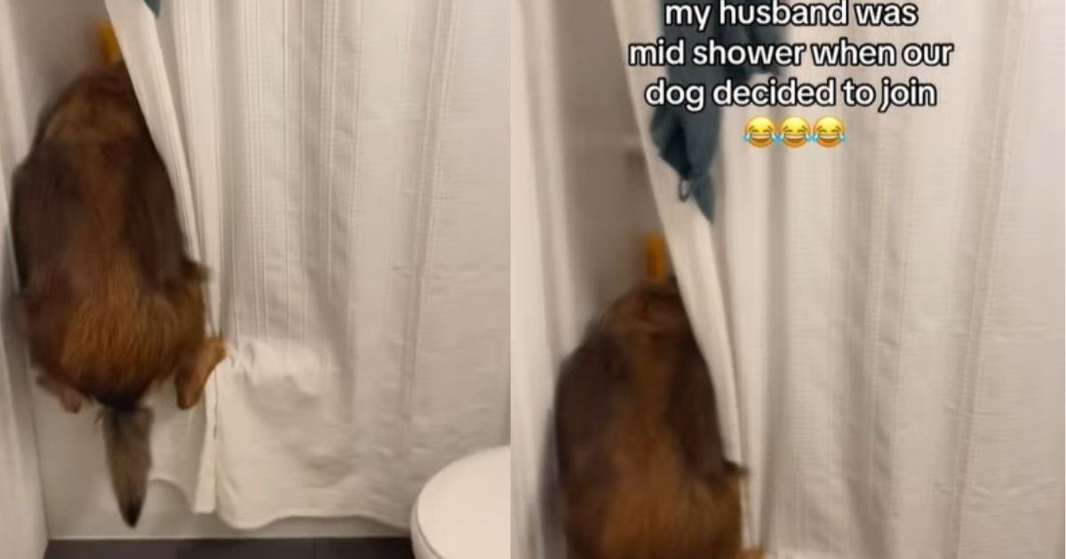 Video: Rescue Dog Joins Dad Mid-Shower & Won't Leave