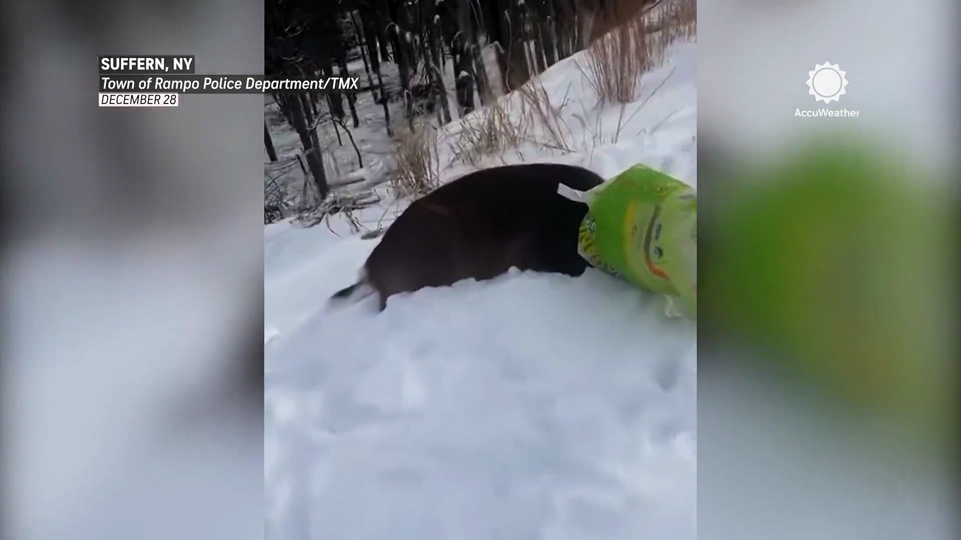 ‘Masked bandit' in the backyard? Deer in disguise rescued in Rockland ...