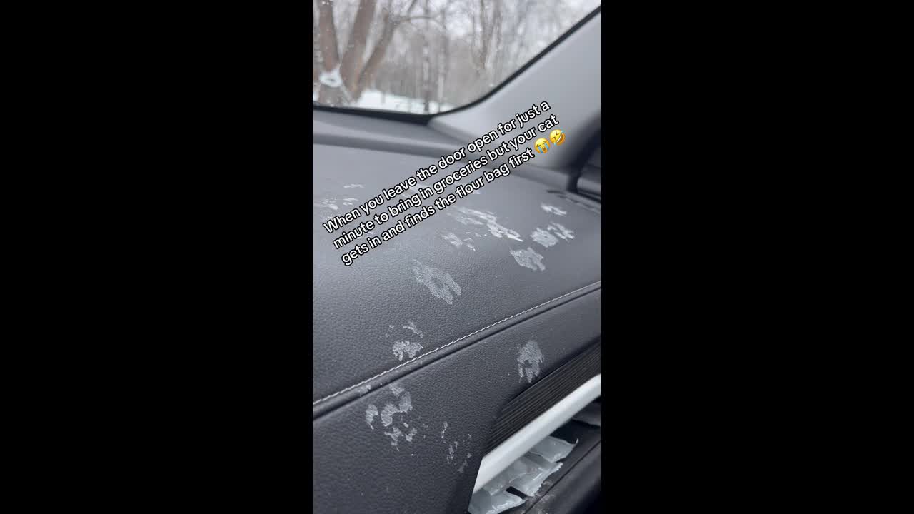 Cat leaves floury pawprints all over car in grocery-run surprise