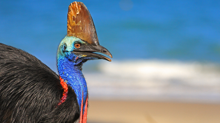 13 animals with a reputation for sudden attacks