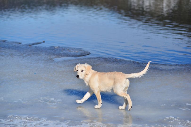 Dog's Trust issues plea to 10 million people this week as it says ...