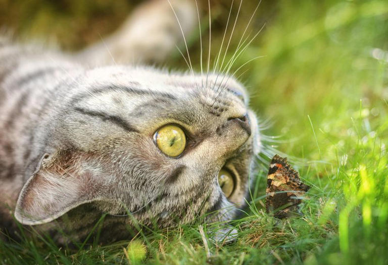 If your cat is jealous, they’ll do these 8 things to get your attention