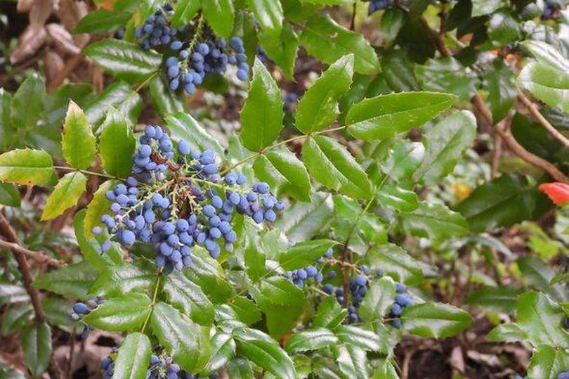 Gardener says 'January is the absolute worst time' as he issues plant ...
