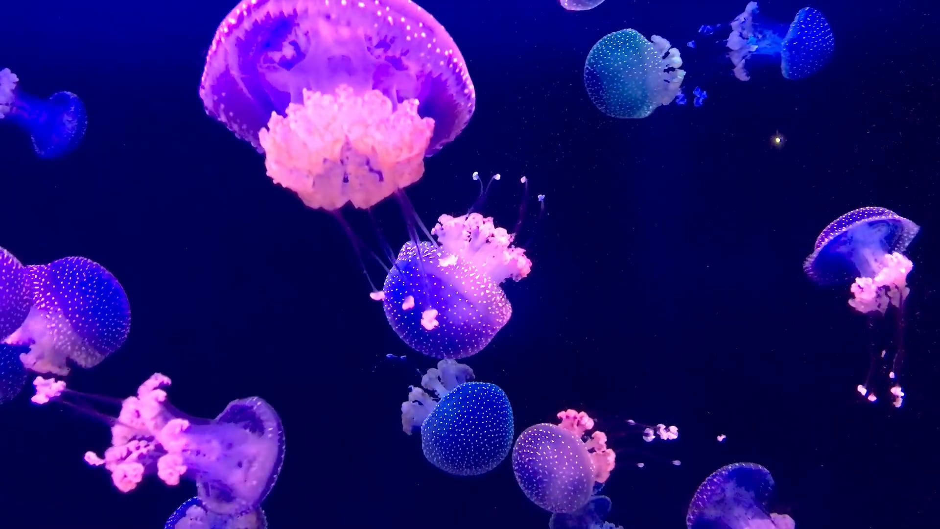 Jellyfish: Underwater shots of transparent bodies and flowing tentacles