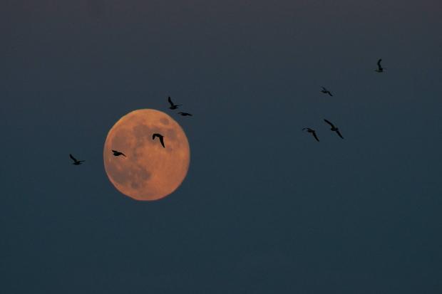 Pictures of the rare 2026 Wolf Moon in Somerset - the last supermoon ...