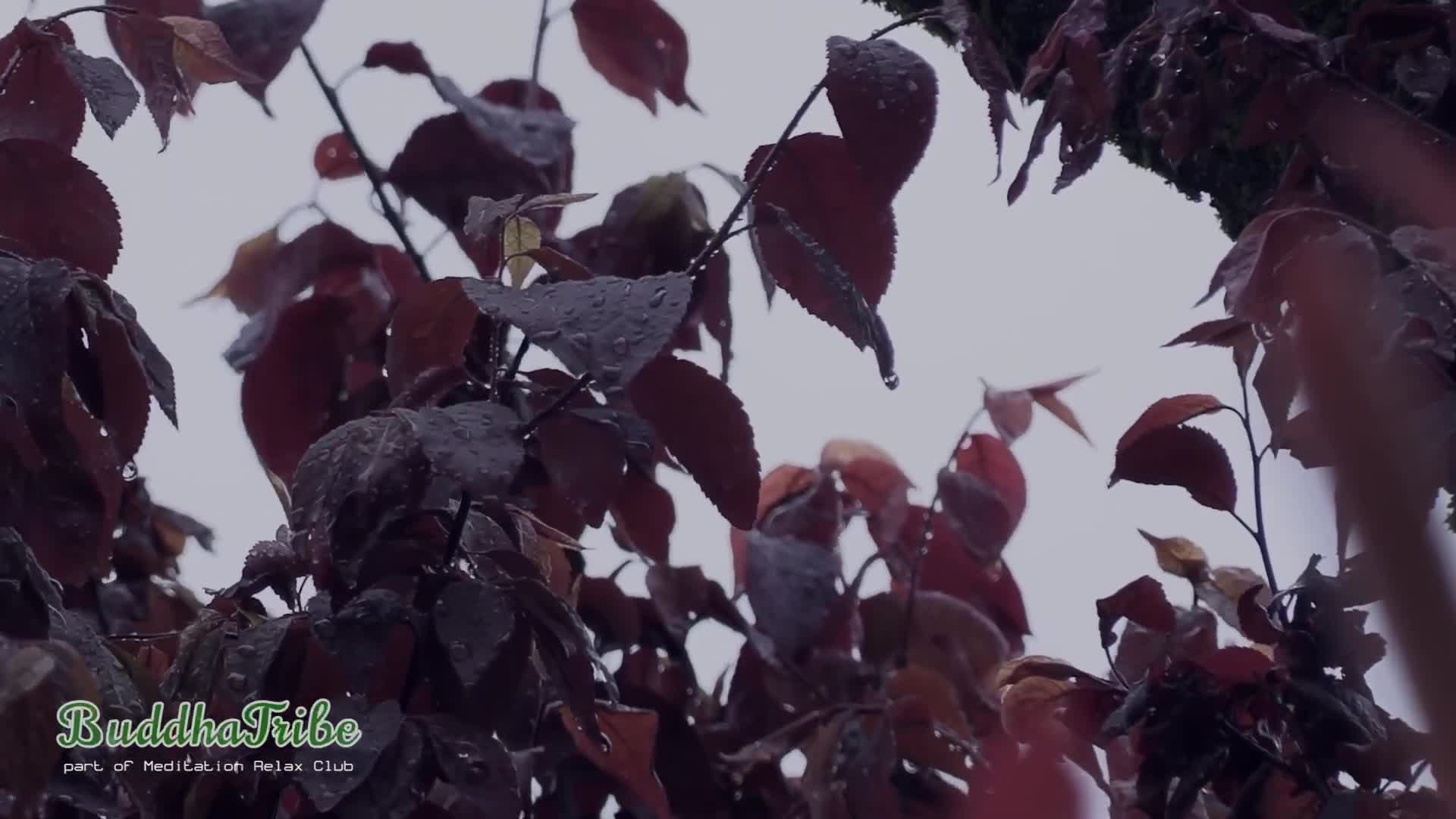 The gentle sound of rain for deep relaxation (ASMR)