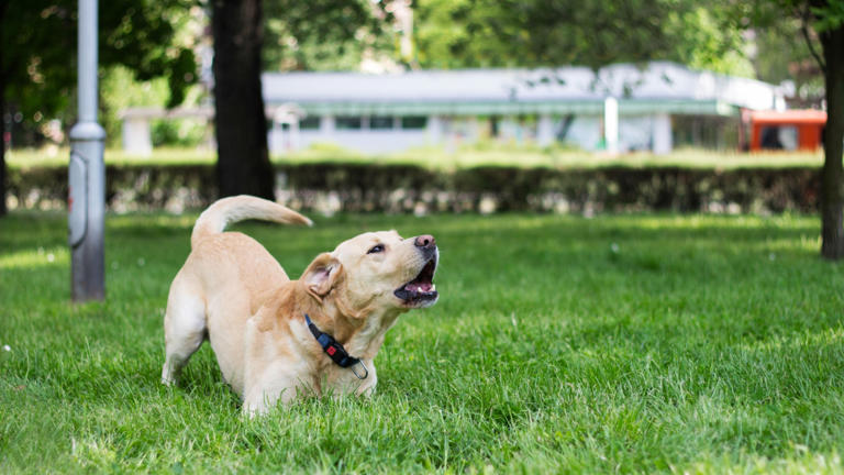 Do labradors bark a lot?