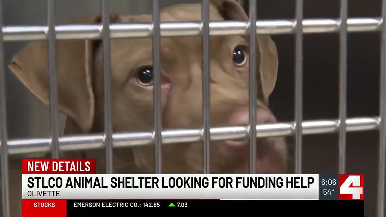 St. Louis Co. animal shelter asking for Rams settlement funds amid ...